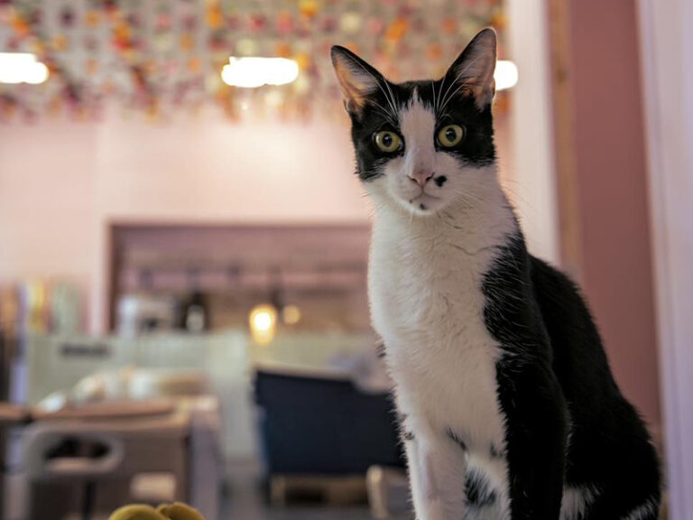 Le Cat-Quart - Haguenau - AAE Alsace